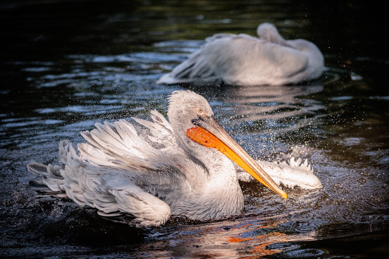 Fotokurs Tiergarten Schönbrunn @ Tiergarten Schönbrunn, Wien · 08.05. ...